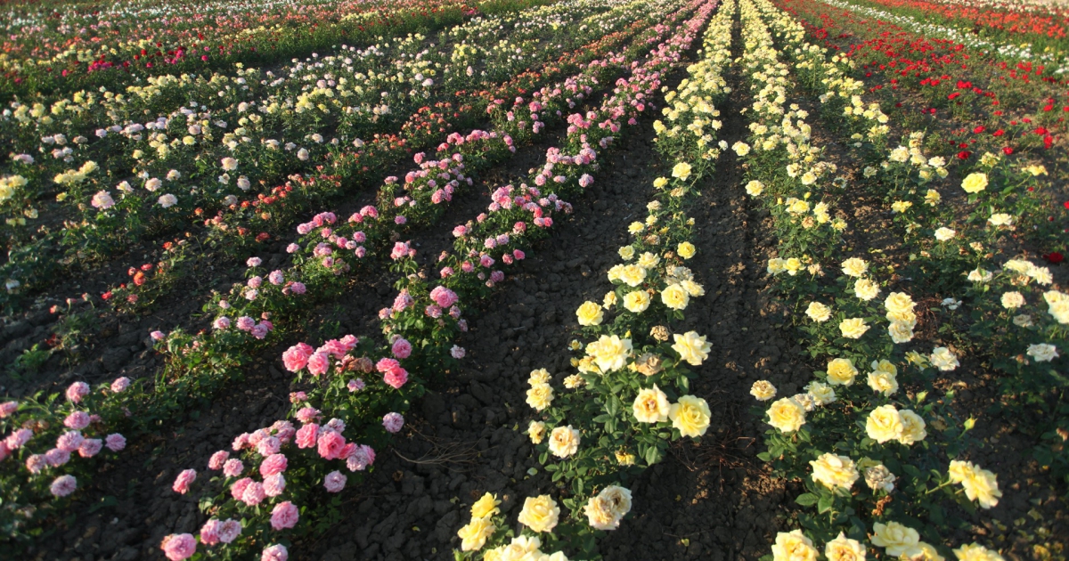 A szőregi Rózsa - Kocsis Flora Virág Webáruház