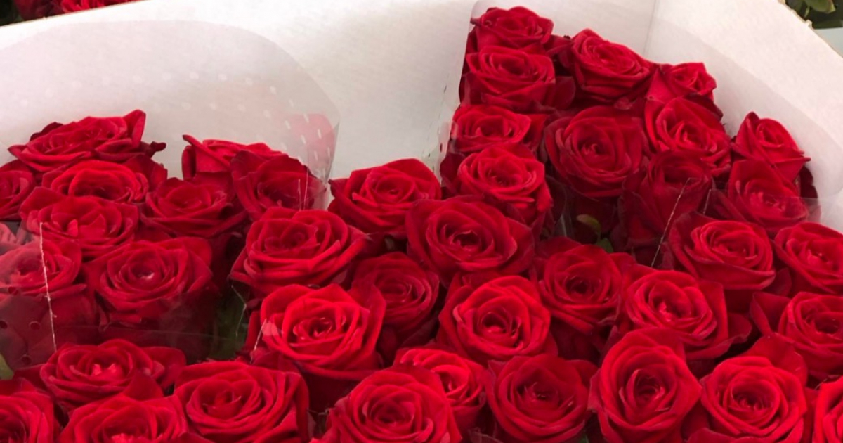 Vágott vörös rózsa – A szenvedély és elegancia virága - Kocsis Flora ...