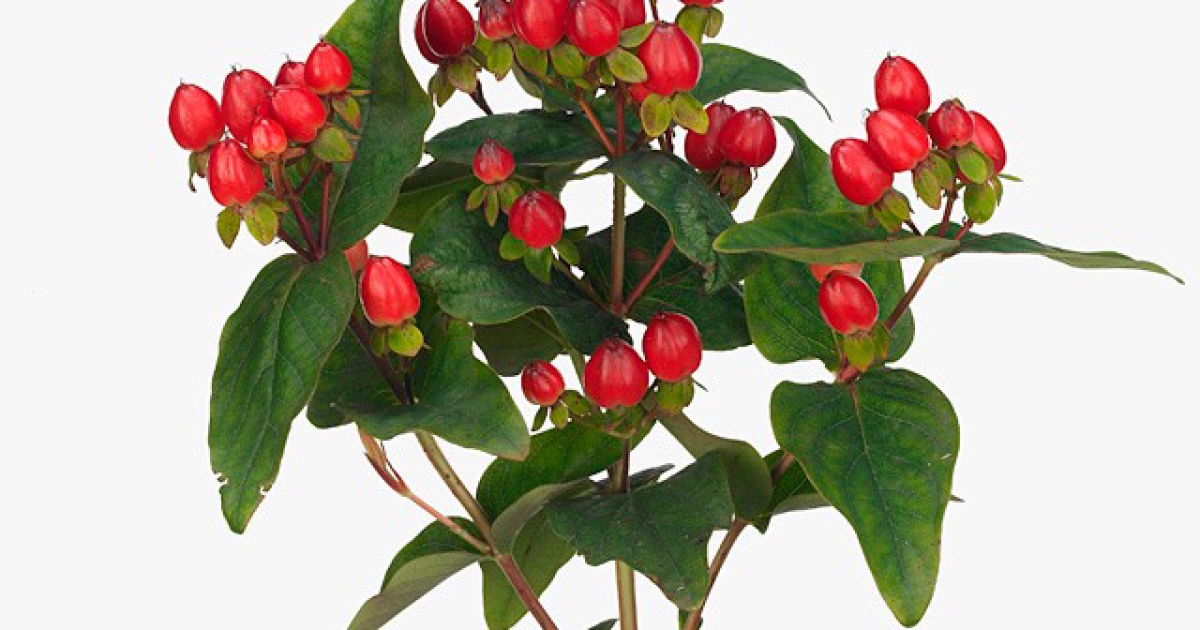 Hypericu Piros karácsony christhmas - Kocsis Flora Virág Webáruház