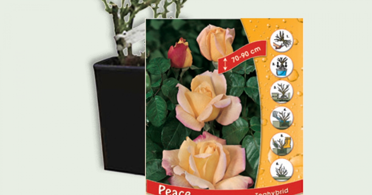 rózsatő , konténeres rózsa - Kocsis Flora Virág Webáruház