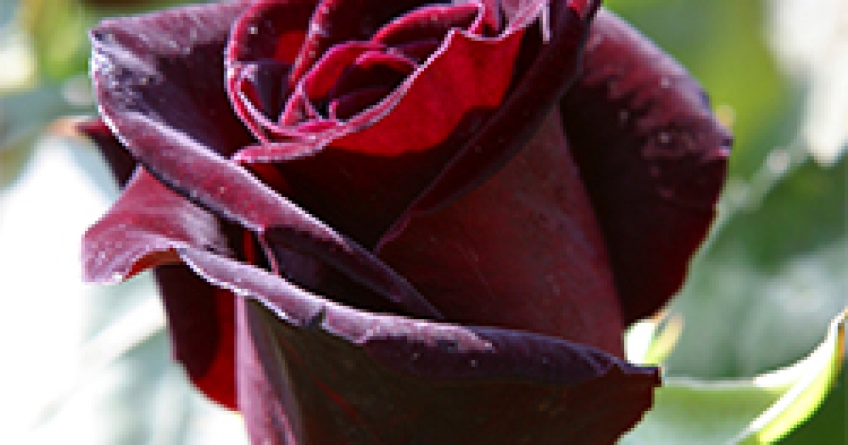 Magastörzsű rózsa - Bordó - Kocsis Flora Virág Webáruház