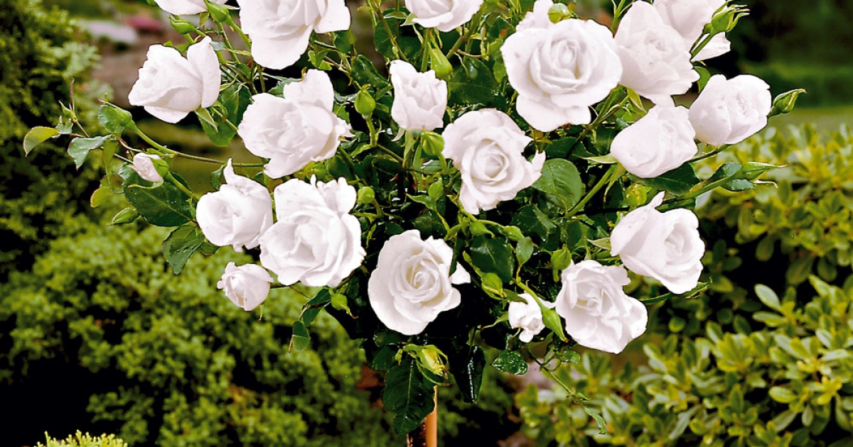 Magastörzsű rózsa - Fehér - Kocsis Flora Virág Webáruház