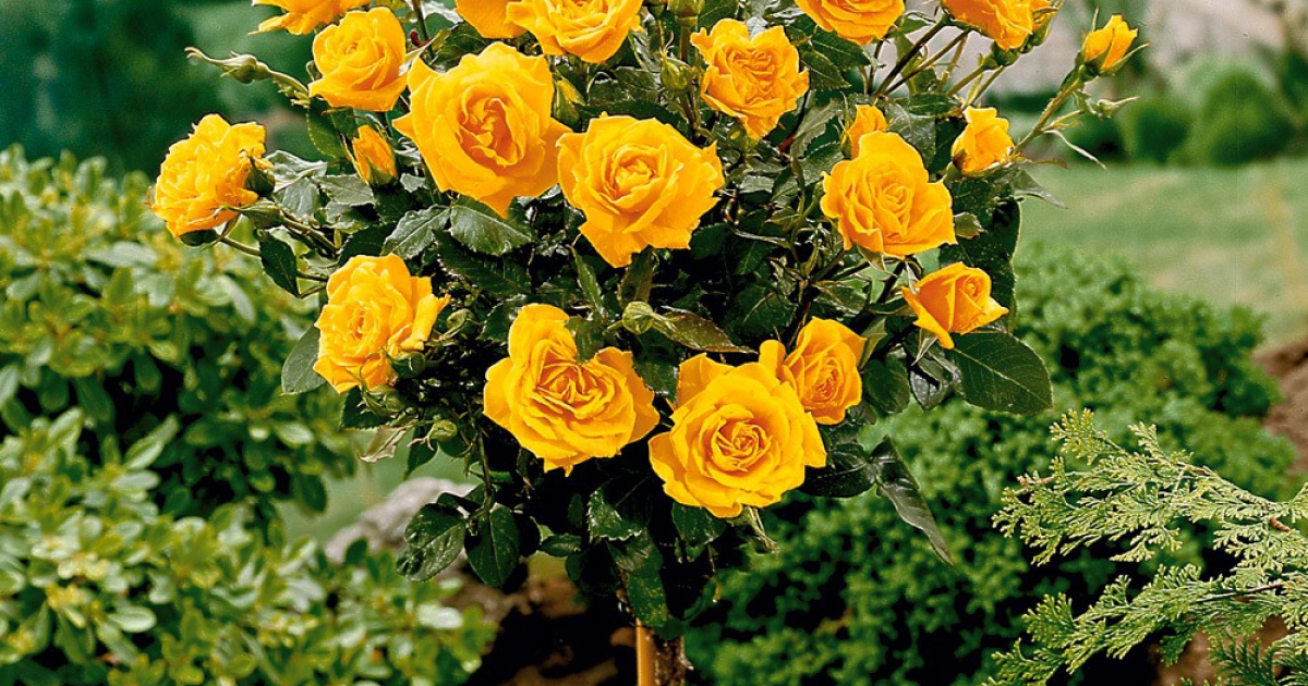 Magastörzsű rózsa - Narancs - Kocsis Flora Virág Webáruház