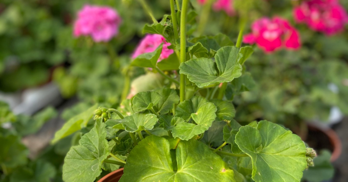 MUSKÁTLI - Kocsis Flora Virág Webáruház