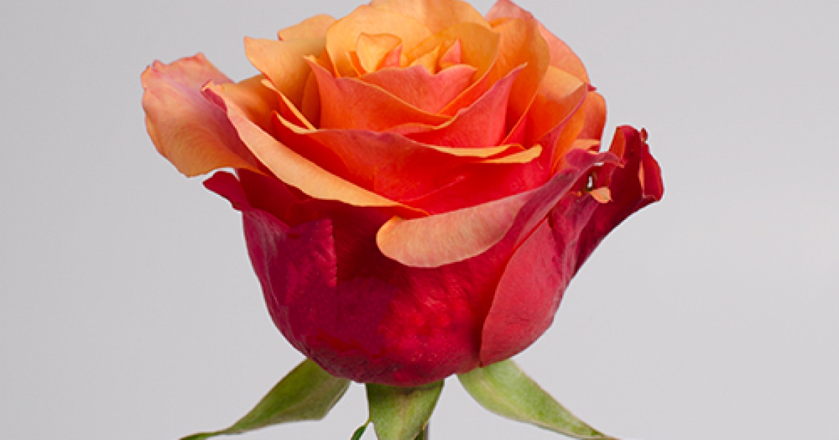 Rózsa Espana - Narancssárga - Kocsis Flora Virág Webáruház