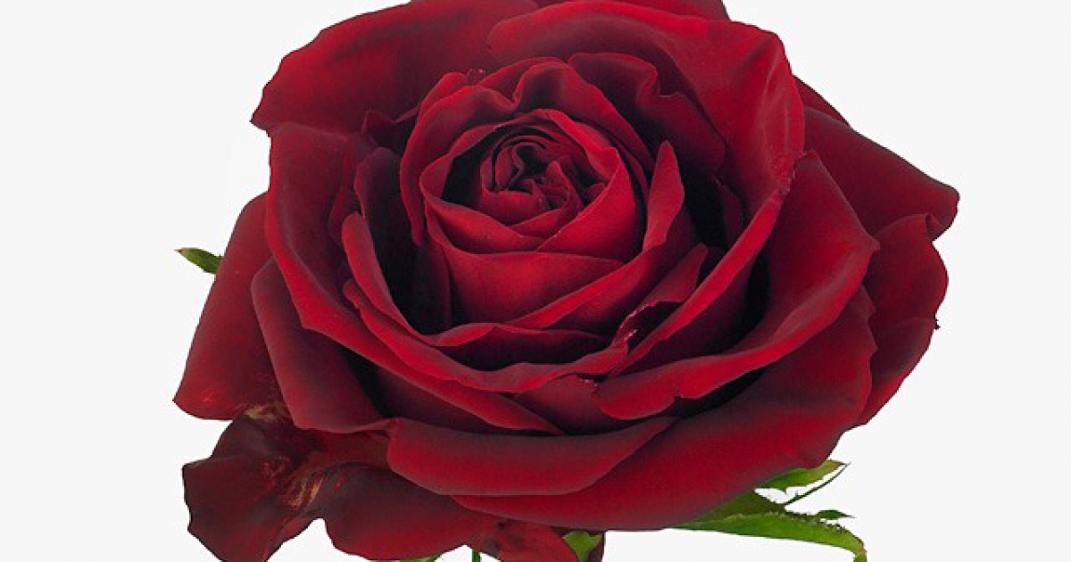 Rózsa - Ever Red - Bordó - Kocsis Flora Virág Webáruház