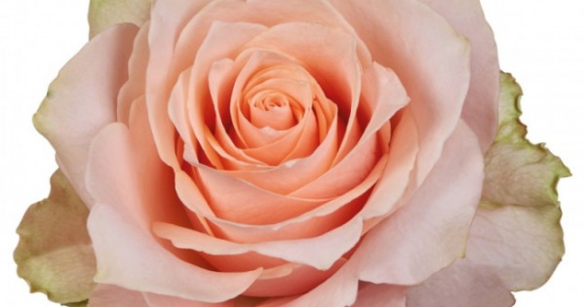 Rózsa - Harmony Peach - Barack - Kocsis Flora Virág Webáruház