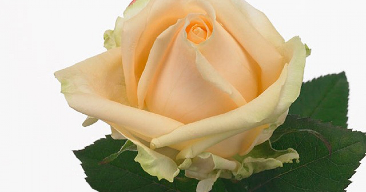 Rózsa - Prima Donna - Barack - Kocsis Flora Virág Webáruház