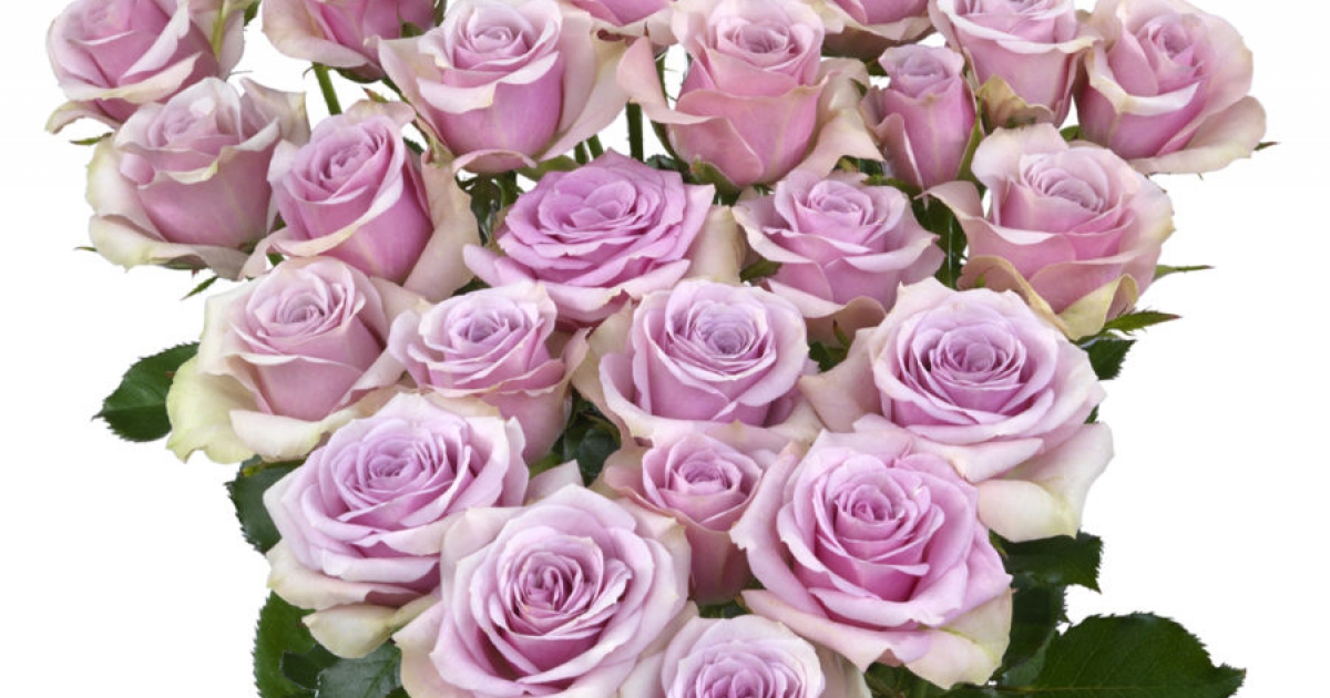 Spray rózsa - Leila - Lilás. rózsaszínes - Kocsis Flora Virág Webáruház