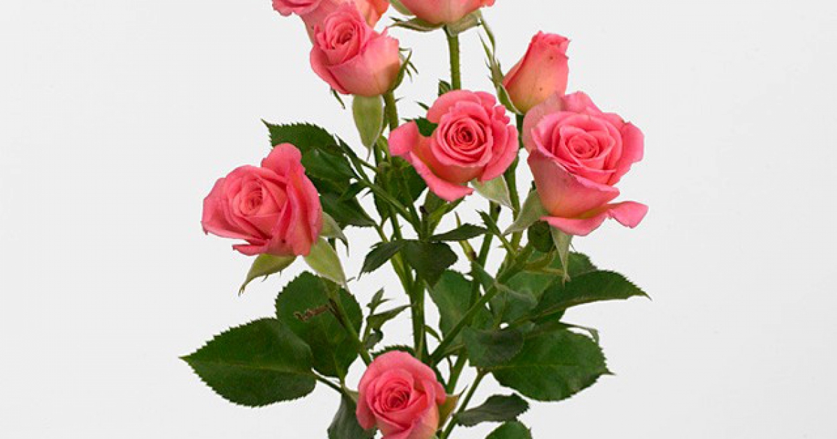 Spray Rózsa - Natalie - Sötét rózsaszín - Kocsis Flora Virág Webáruház